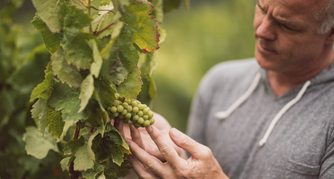 There's good—then there's Spicy Vines good. - Spicy Vines